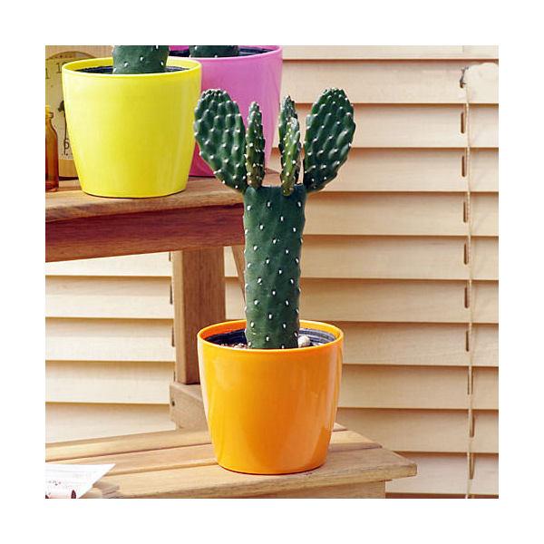 _gardening　_hachu　_kame　ガーデニング　サボテン植物　ウチワサボテン　すみえぼし　墨烏帽子　20150814　ＴＫ　cactus_series　tanikuplapot_series　植物　植物生体　ガーデニング生体　...