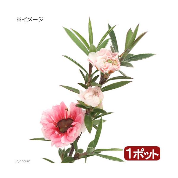 _gardening　gardening　ガーデニング　ハーブ　苗　herbpot_series　20180613　NO苗　鉢植え　ポット　ガーデニング生体　育て方　育成方法　栽培方法　管理方法　植物　植物生体　090list　観葉植物　剪...