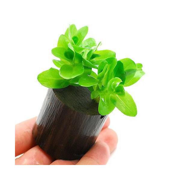 熱帯魚　_wp　_aqua　Bacopa　水草　流木付き水草　all_plants　wp_kywrd　point5wplants