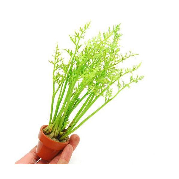 熱帯魚　_wp　_aqua　水草　後景草　ギザギザ　all_plants　wp_kywrd　アメリカンウォータースプライトはこちら　sprite0615　Ceratopteridaceae013　wptop8_190731　point5wp...