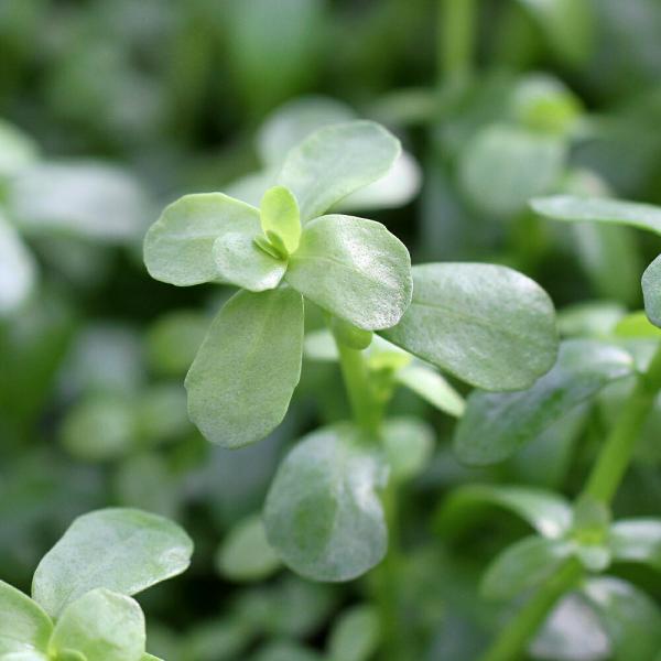 PF_SPQ　熱帯魚　_wp　_aqua　plantsoct　Bacopa　水草　後景草　丸い　all_plants　1016　水上葉_バコパ　朝摘みシリーズ　wp_kywrd　バコパモンニエリ3wptop200318