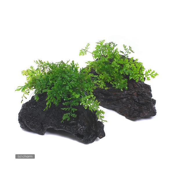 paludariumplants　パルダリウム　テラリウム　熱帯魚　水草付き流木　エビ用水草　水草　モス／シダ付流木　okaidoku_0804　all_plants　okaidoku_　jp1109　dai3dan水草　wp_kywrd　...
