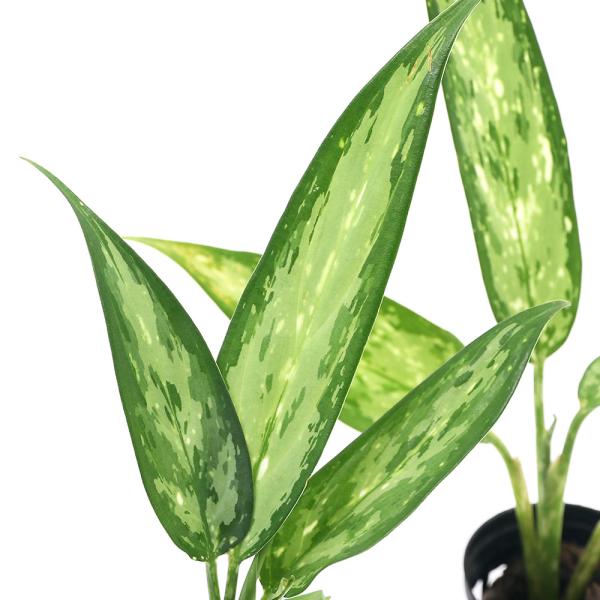 paludariumplants　パルダリウム　テラリウム　PF_SPQ　line2462terarium　teraoriginalpot　_aqua　_hachu　_kame　観葉　ガーデニング　ビバリウム　アクアテラリウム　水草　クリプ...