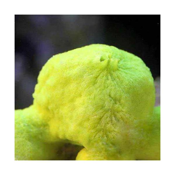 ◎　kaisui75　カイメン　海綿　海水　サンゴ　ソフトコーラル　m_softcoral　sponge　レモンスポンジ　20131117　YH　uS6VPeuC　softco_pd0416　kessan_marinesp0531　wes0...