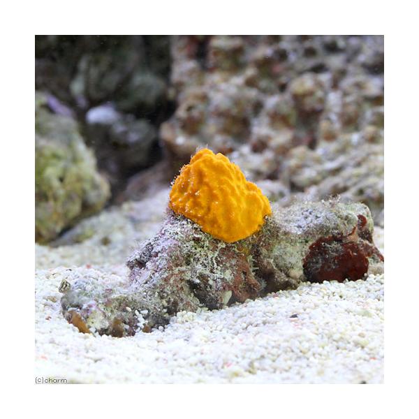 ◎　kaisui70　沖縄　okinawa　カイメン　海綿　海水　サンゴ　ソフトコーラル　m_softcoral　sponge　スポンジ　20131128　YH　9c6lrUgq_kisi　OkGxJ90f　_aqua　softco_pd0...