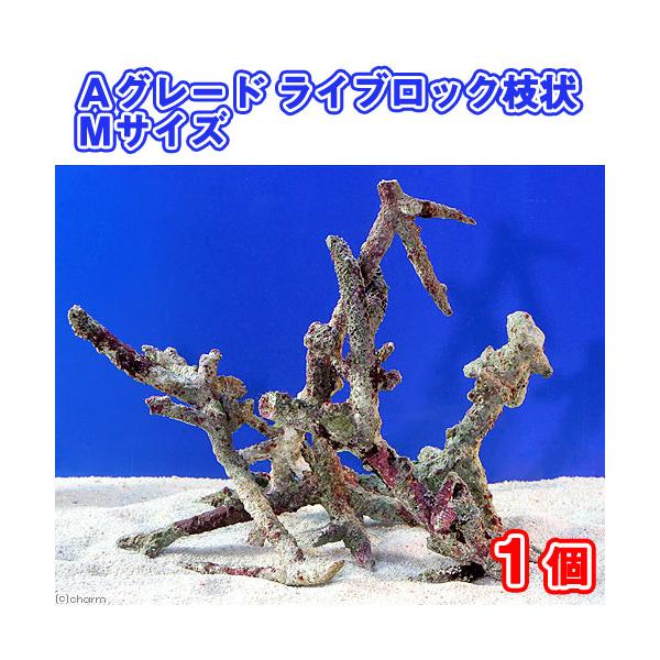 ◎　kaisui71　海水　ライブロック　_kaisui　_aqua　枝状ライブロック　水質浄化　立ち上げ　石灰藻　lr_am　lr_stickm　ＨＩＮ　20140912　X18w0vT_kisi　X1w8_Z7kGVx　2015-02-...