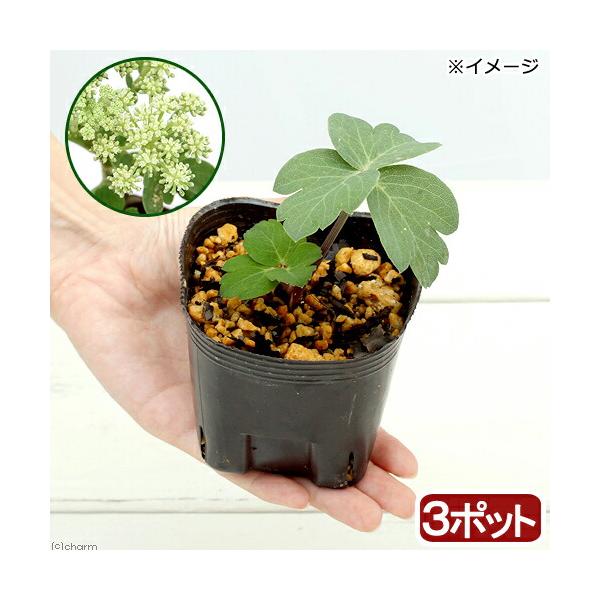gardening　◎　ガーデニング　海岸　砂浜　磯　ナガイキ　海水　浜辺植物　海辺植物　牡丹防風　ハマ　チョウメイソウ　長命草　サクナ　Peucedanum　japonicum　セリ科カワラボウフウ属　海浜植物　植物　植物生体　ガーデニン...
