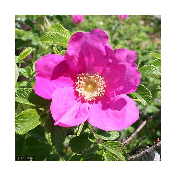ガーデニング　海水　浜辺植物　海辺植物　野茨　イバラ　のいばら　バラ　Ｒｏｓａ　ｒｕｇｏｓａ　ワイルドローズ　海浜植物　20150721　OSH　_gardening　原種　紫　バラ科バラ属　薔薇　Rosｅ　植物　植物生体　ガーデニング生体...