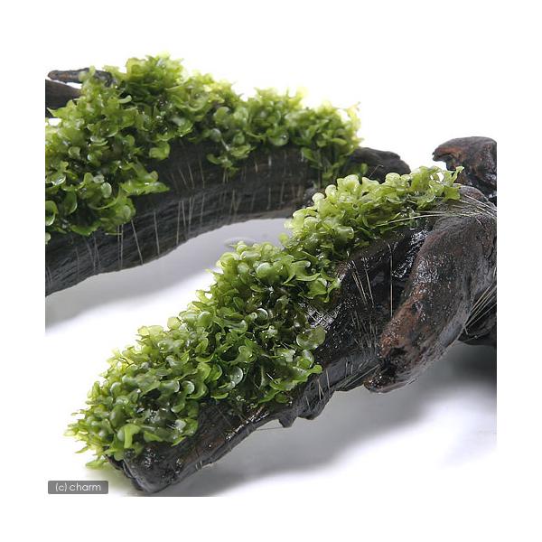熱帯魚　エビ用水草　ＣＯ２なしでも育つ水草　塊状はこちら　その他モス種はこちら　水草　モス／シダ付流木　aulait30　mizwa17　mos_drift_wood　wp_kywrd　msdhj89　ゼニゴケｓｐ　付　流木　Ｍサイズ　mz...