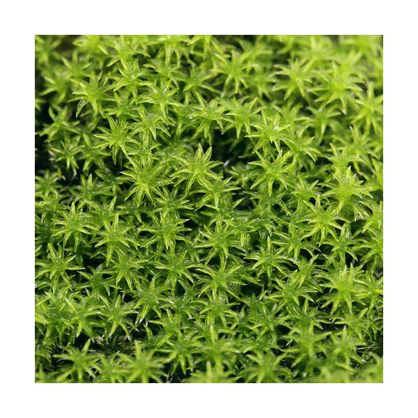 paludariumplants　パルダリウム　テラリウム　PF_SPQ　line2462terarium　_kame　_hachu　コケシリーズ　aquaterrarium　ガーデニング　観葉植物　苔　all_plants　両爬向き植物　...