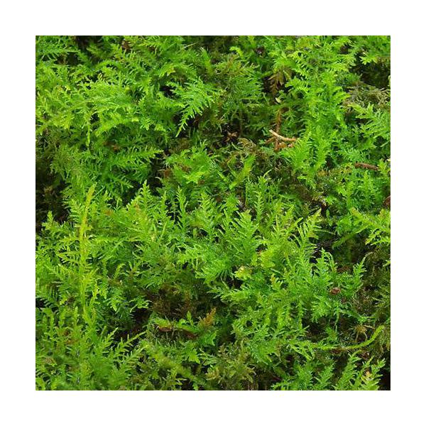 paludariumplants　パルダリウム　テラリウム　PF_SPQ　line2462terarium　_hachu　_kame　コケシリーズ　aquaterrarium　ガーデニング　観葉植物　苔　all_plants　両爬向き植物　...