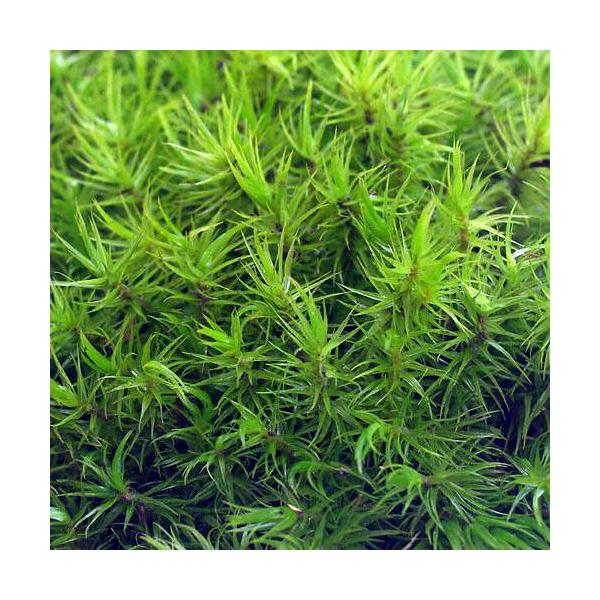 paludariumplants　パルダリウム　テラリウム　PF_SPQ　line2462terarium　_hachu　_kame　コケシリーズ　aquaterrarium　ガーデニング　観葉植物　苔　all_plants　両爬向き植物　...