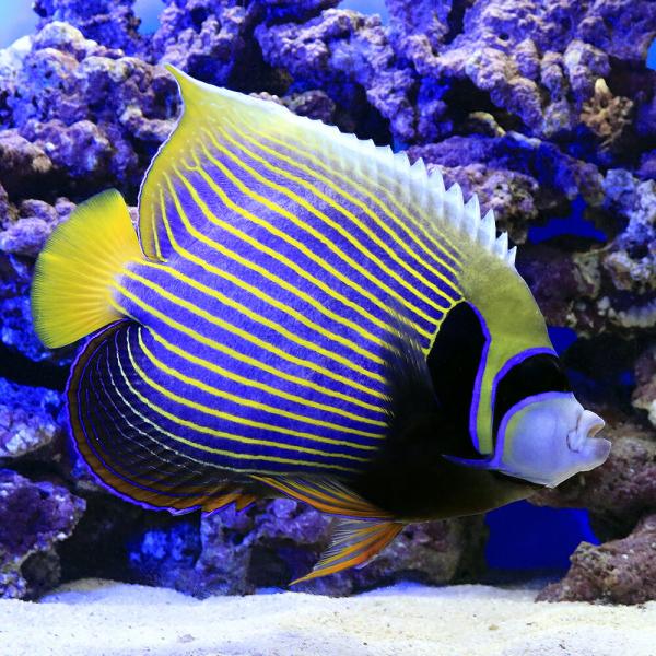 _aqua　◎　一点物　個体販売　現物　画像個体　海水　海水生体　海水魚　m_angelfish　一点物　ヤッコ　タテキン　タテジマキンチャクダイ　Ｐｏｍａｃａｎｔｈｕｓ　ｉｍｐｅｒａｔｏｒ　Ｅｍｐｅｒｒｏｒ　Angel　　m_fish_i...