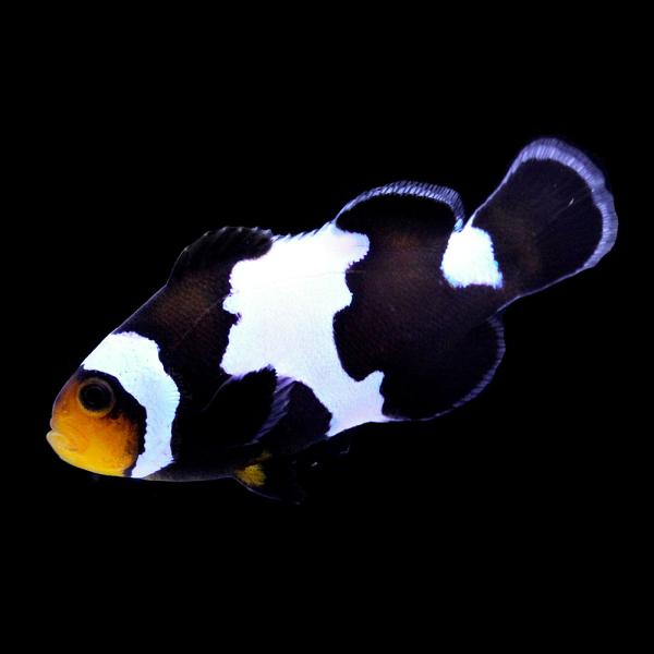 ◎　PTF　m_kumanomi　ma_percula　一点物　個体販売　現物　画像個体　m_angelfish　海水　海水生体　海水魚　クマノミ　ma_kuma　m_fish_itten　オセラリス　カクレクマノミ　Ａｍｐｈｉｐｒｉｏｎ　...