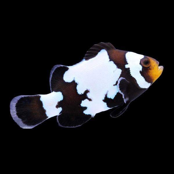 ◎　PTF　m_kumanomi　ma_percula　一点物　個体販売　現物　画像個体　m_angelfish　海水　海水生体　海水魚　クマノミ　ma_kuma　m_fish_itten　オセラリス　カクレクマノミ　Ａｍｐｈｉｐｒｉｏｎ　...