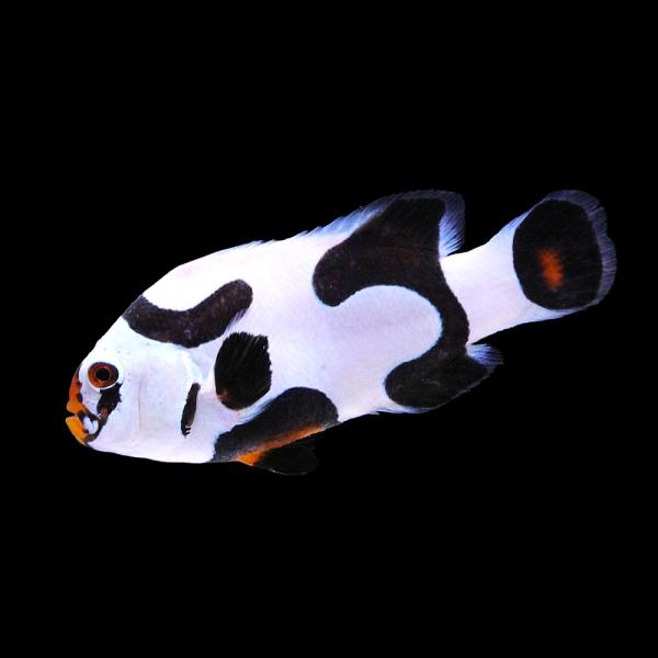 sfset　_aqua　PTF　◎　kaisui72　m_kumanomi　ma_kakurekuma　カクレクマノミ　m_angelfish　海水　海水生体　海水魚　クマノミ　ma_kuma　オセラリス　Ａｍｐｈｉｐｒｉｏｎ　ｏｃｅｌｌａ...