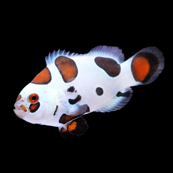 sfset　_aqua　PTF　◎　kaisui72　m_kumanomi　ma_kakurekuma　カクレクマノミ　m_angelfish　海水　海水生体　海水魚　クマノミ　ma_kuma　オセラリス　Ａｍｐｈｉｐｒｉｏｎ　ｏｃｅｌｌａ...