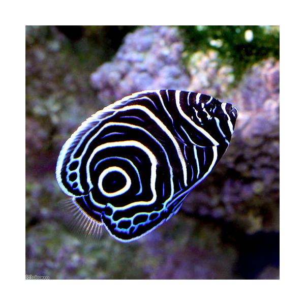 ◎　kaisui70　marinefishzukan　大型ヤッコ　m_angelfish　海水　海水生体　海水魚　ウズマキ　タテジマキンチャクダイ　Ｐｏｍａｃａｎｔｈｕｓ　ｉｍｐｅｒａｔｏｒ　Ｅｍｐｅｒｒｏｒ　Angel　タテキン　2014...