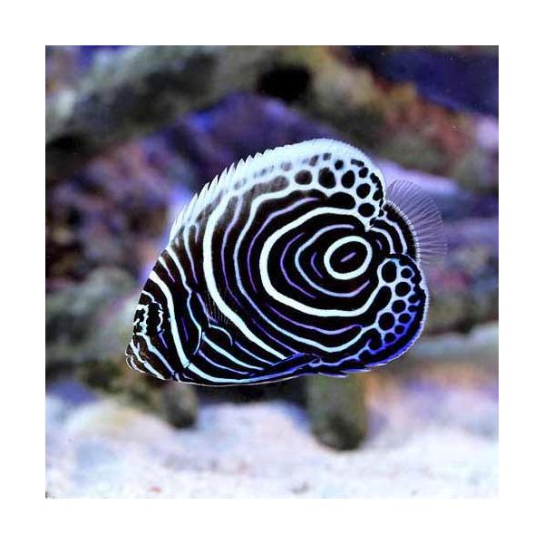 ◎　marinefishzukan　大型ヤッコ　m_angelfish　海水　海水生体　海水魚　ウズマキ　タテジマキンチャクダイ　Ｐｏｍａｃａｎｔｈｕｓ　ｉｍｐｅｒａｔｏｒ　Ｅｍｐｅｒｒｏｒ　Angel　タテキン　20140416　ＨＩＮ　...