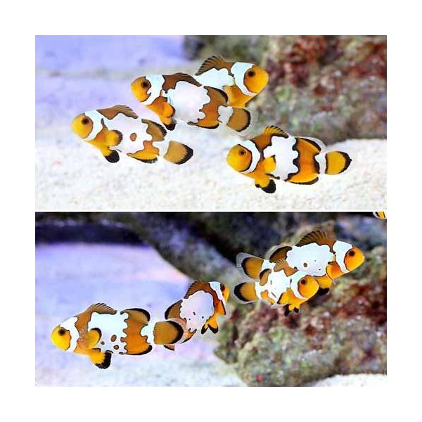 ◎　m_kumanomi　ma_kakurekuma　marinefishzukan　カクレクマノミ　m_angelfish　海水　海水生体　海水魚　クマノミ　ma_kuma　スノーフレーク　オセラリス　カクレクマノミ　Ａｍｐｈｉｐｒｉｏｎ...