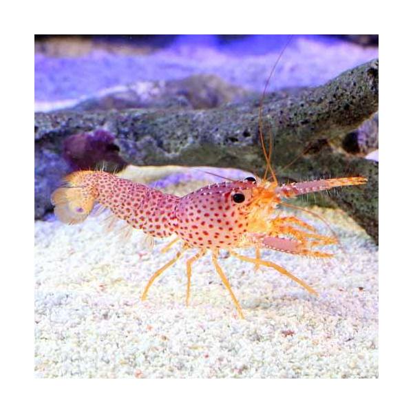 ◎　kaisui73　海水　海水生体　エビ・カニ他　無脊椎ＩＤ　甲殻類　紫　エビ　ザリガニ　ロブスター　シュリンプ　Ｅｎｏｐｌｏｍｅｔｏｐｕｓ　ｄｅｂｅｌｉｕｓ　パープルリーフロブスター　ＨＩＮ　20150105　muahgay　ghrub...