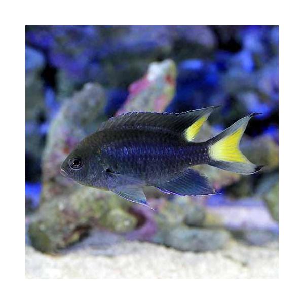 _aqua　◎　海水　海水生体　海水魚　スズメダイ　ダムセル　m_damselfish　ＹＨ　20160309　Neopomacentrus　taeniurus　リボンスズメダイ　kaijyo　オキナワスズメ　1kisitop191113　...