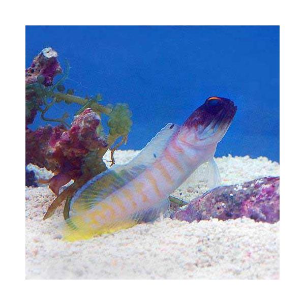 ◎　marinefishzukan　ジョーフィッシュ／サンゴアマダイ　海水　海水生体　海水魚　ジョーフィッシュ　ゴールドスペックスジョー　ビッグマウスジョー　ビックマウスジョー　Wn8ma　vlen2015_kaisui　vlen2016_...