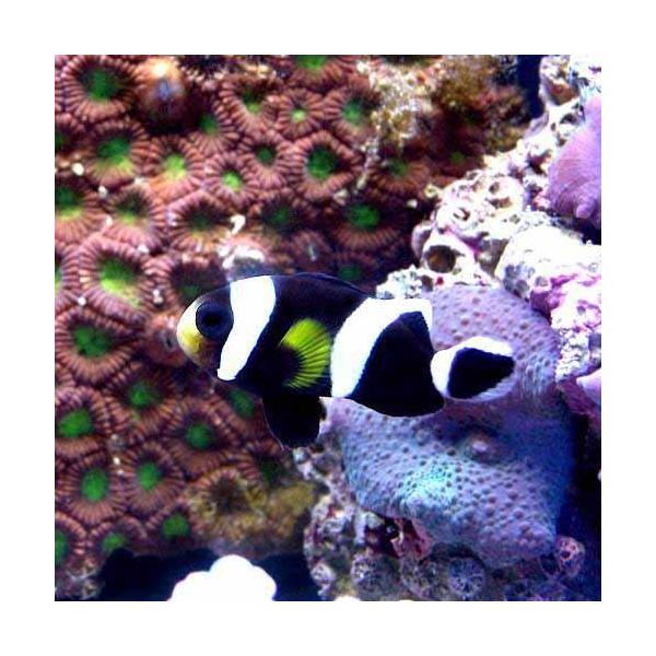 ◎　m_kumanomi　marinefishzukan　その他クマノミの仲間　海水　海水生体　海水魚　kumanomi　ブラッククラウンフィッシュ　クロカクレ　ホワイトチップアネモネ　クマノミ　_aqua　reby0121　kaijyo2...