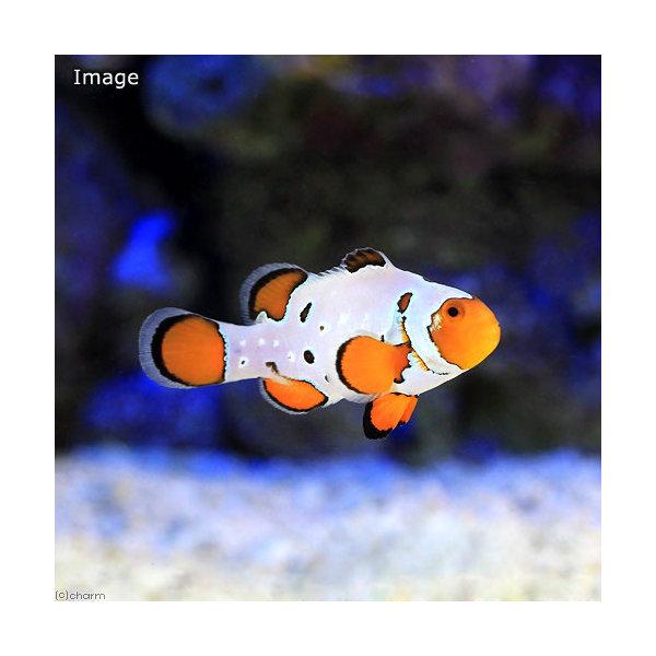 _aqua　sfset　◎　kaisui72　m_kumanomi　ma_kakurekuma　marinefishzukan　カクレクマノミ　m_angelfish　海水　海水生体　海水魚　クマノミ　ma_kuma　スノーフレーク　オセラ...