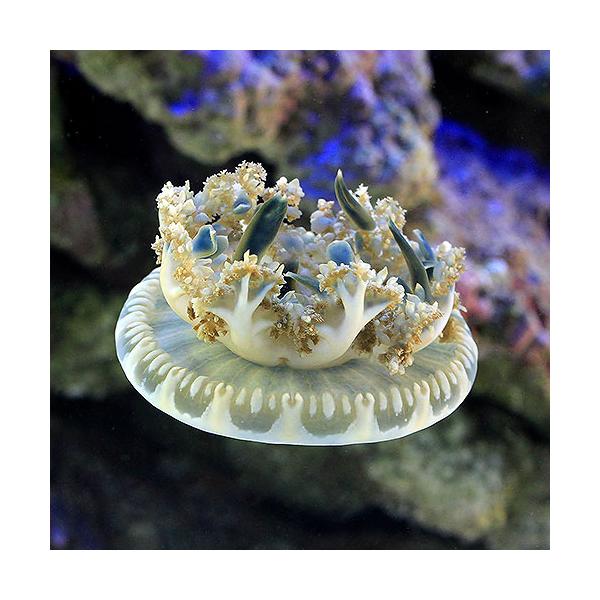 _aqua　◎　kaisui72　海水　海水生体　カシオペア　m_creature　ma_henteko　ma_jellyfish　ma_nem13　movie_1274218 海水生体　kaisui_transparent　2018112...