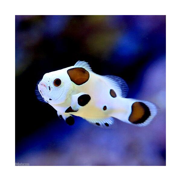 sfset　_aqua　◎　kaisui72　m_kumanomi　ma_kakurekuma　カクレクマノミ　m_angelfish　海水　海水生体　海水魚　クマノミ　ma_kuma　スノーフレーク　オセラリス　Ａｍｐｈｉｐｒｉｏｎ　ｏｃ...