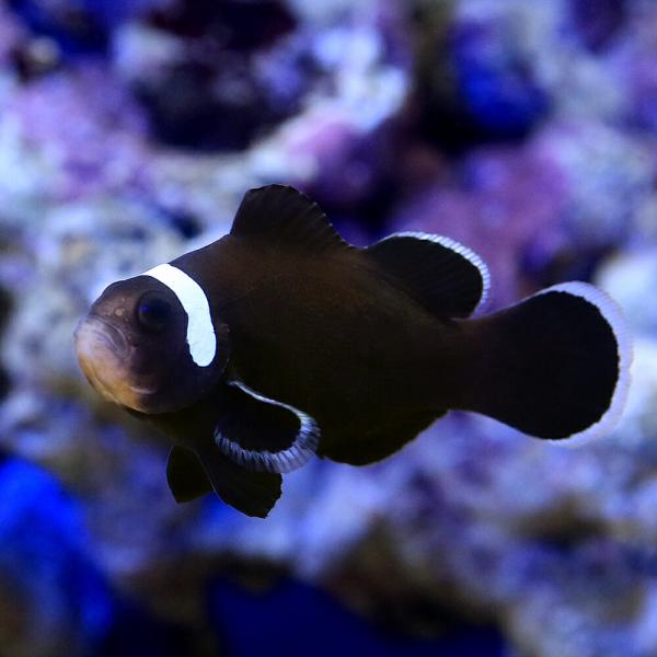 ◎　m_kumanomi　ma_kakurekuma　m_angelfish　海水　海水生体　海水魚　クマノミ　ma_kuma　m_fish_itten　キャラメル　ドミノ　オセラリス　カクレクマノミ　Ａｍｐｈｉｐｒｉｏｎ　ｏｃｅｌｌａｒｉ...