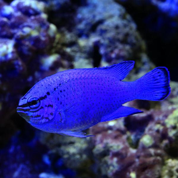 muryotassei_800_899　◎　_aqua　◎　kaisui72　marinefishzukan　スズメダイ　海水　海水生体　海水魚　m_damselfish　ルリスズメ　 Ｃｈｒｙｓｉｐｅｔｅｒａ　ｃｙａｎｅａ 2020051...