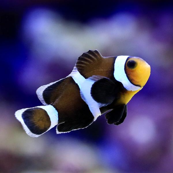 Amphiprionocellaris_black　◎　m_kumanomi　ma_blackocellaris　marinefishzukan　カクレクマノミ　海水　海水生体　海水魚　ブラックオセラリス　Ａｍｐｈｉｐｒｉｏｎ　ｏｃｅｌｌａ...