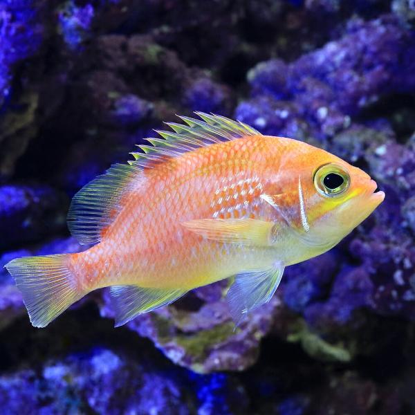 _aqua　sfset　◎　marinefishzukan　ハナダイの仲間　海水　海水生体　海水魚　マダラハナダイ　m_basslet　kmwr_ma_hanagoi　japanese　baslset　kaijyo　SO　Selenanth...