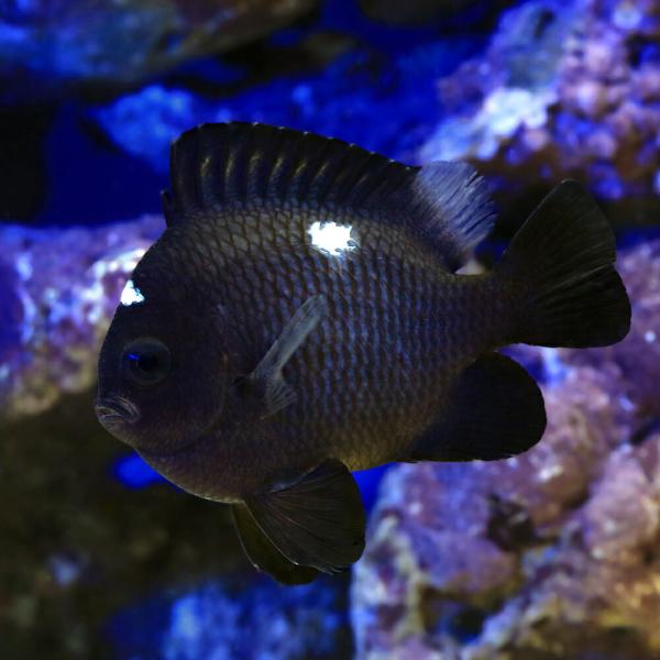 291803　◎　kaisui73　_aqua　kaisui70　marinefishzukan　スズメダイ　海水　海水生体　海水魚　m_damselfish　Ｄａｓｃｙｌｌｕｓ　Ｔｒｉｍａｃｕｌａｔｕｓ　dascellus　ミツボシスズメ...