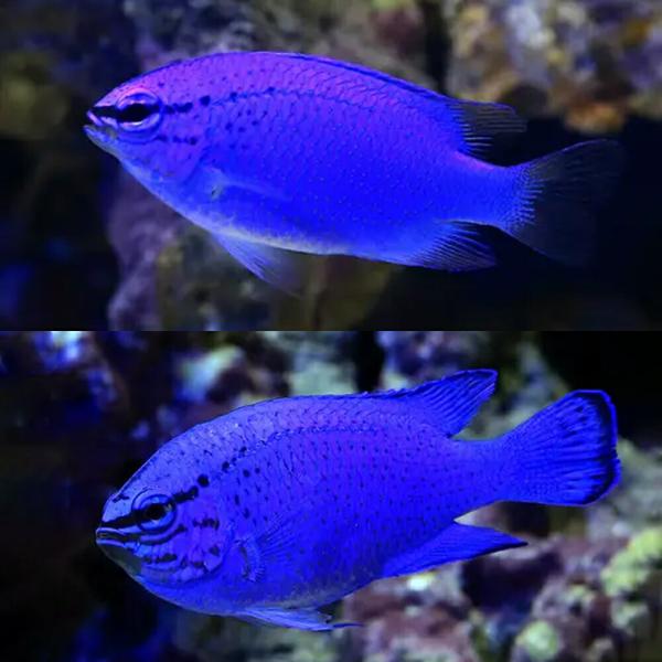 _aqua　marinefishzukan　スズメダイ　m_damselfish　ルリスズメ　mrnp5bai130914　vlen2015_kaisui　vlen2016_kaisui　kaijyo　sfset　◎　海水　海水生体　海水魚...