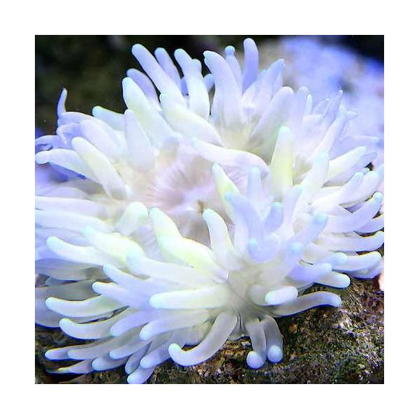 ◎　kaisui75　kumanomi　海水　海水生体　m_anemone　ＬＴ　イソギンチャク　ma_longtentacle　Ａｎｔｈｅｏｐｓｉｓ　ｄｏｒｅｅｎｓｉｓ　Ｍａｃｒｏｄａｃｔｙｌｉａ　LRhouselist　kp6dks1_...