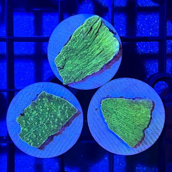 ◎　kaisui70　ma_sanfdmsklgo　b_coral　海水　サンゴ　ハードコーラル　ウスコモンサンゴ　Ｍｏｎｔｉｐｏｒａ　ｆｏｌｉｏｓａ　m_hardcoral　ＳＳサイズ　バディング　ブリード　ＳＰＳ　フラグ　プラグ　邑楽店...