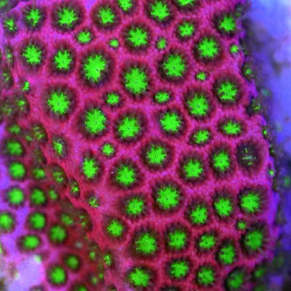 ◎　kaisui77　ma_sanfdmsklgo　b_coral　海水　サンゴ　ハードコーラル　ムカシサンゴ　ｆｏｌｉｏｓａ　m_hardcoral　ＳＳサイズ　バディング　ブリード　ＳＰＳ　フラグ　プラグ　海水生体　レギュラー品　OK　...