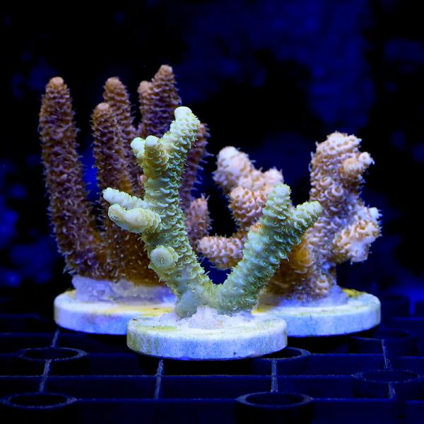 ◎　kaisui70　ma_sanfdmsklgo　ハードコーラル　海水　サンゴ　m_hardcoral　20250704　ｙ25ｍ07　ミドリイシ　ハイマツ　Acropora　ｍｉｌｌｅｐｏｒａ　ブリード　up0827time_ma　sn...