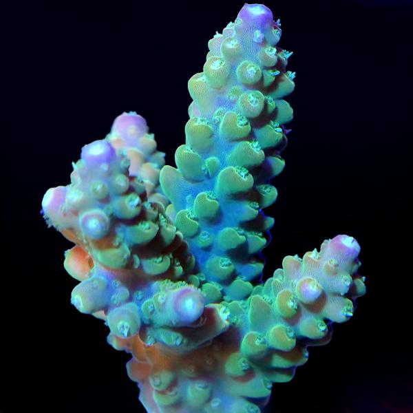 海水　サンゴ　ミドリイシ　SPS　アクロポラ　Ａｃｒｏｐｏｒａ　ｎａｔａｌｅｎｓｉｓ　YT　20260521　y26m05　ポリカプラグ　フラグ　プラグ　フラグサンゴ　マルコロック　マルコ