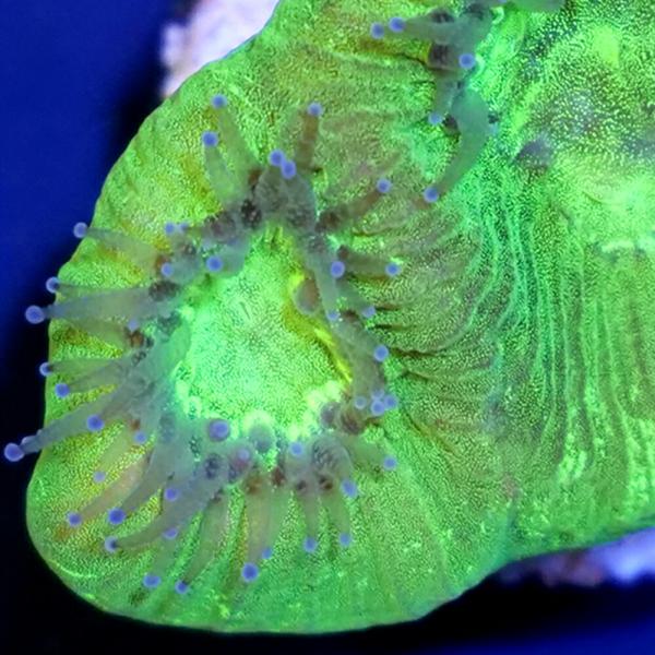 aqua　sfset　海水　サンゴ　coral_itten　キクメイシ　20250424　y25m04　ハードコーラル　LPS　PC　ポリカプラグ　マルコロック　マルコ　フラグ　フラグサンゴ　プラグサンゴ OK　グリーン　Genus　Fav...