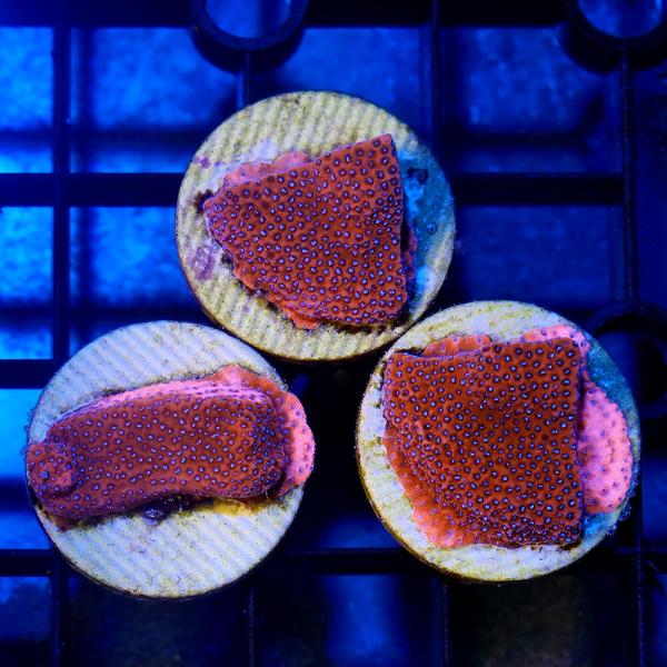 _aqua　sfset　◎kaisui75　海水　サンゴ　coral_itten　m_hardcoral　ハードコーラル　ノリコモンサンゴ　Montipora　informis　フラグ　プラグ　SSサイズ　SPS　ハマサンゴ　porites...