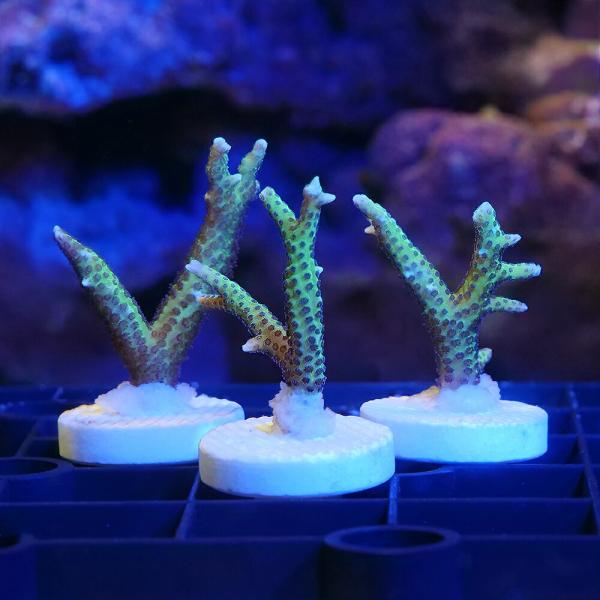 _aqua　sfset　◎　kaisui75　ハードコーラル　m_hardcoral　海水　サンゴ　トゲサンゴ　y26m02　HMZ　グリーン系サンゴ　Ｓｅｒｉａｔｏｐｏｒａ　ｓｐ　Bird’s Nest Corals　seitaieven...