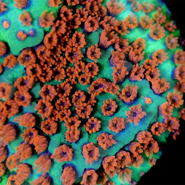 ◎　kaisui70　ma_sanfdmsklgo　b_coral　海水　サンゴ　ハードコーラル　コモンサンゴ　Ｍｏｎｔｉｐｏｒａ　ｆｏｌｉｏｓａ　m_hardcoral　ＳＳサイズ　バディング　ブリード　ＳＰＳ　フラグ　プラグ　海水生体　...