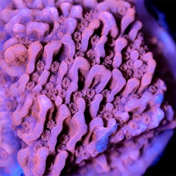 _aqua　◎　kaisui70　ma_sanfdmsklgo　b_coral　海水　サンゴ　ハードコーラル　ウスコモンサンゴ　Ｍｏｎｔｉｐｏｒａ　ｆｏｌｉｏｓａ　m_hardcoral　ＳＳサイズ　バディング　ブリード　ＳＰＳ　フラグ　プ...