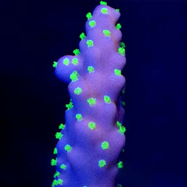 ◎　kaisui70　ma_sanfdmsklgo　ハードコーラル　海水　サンゴ　m_hardcoral　ミドリイシ　mrnp5bai130914　hardco_1101　バディング　9mas_bri_acropra0731　up0827t...