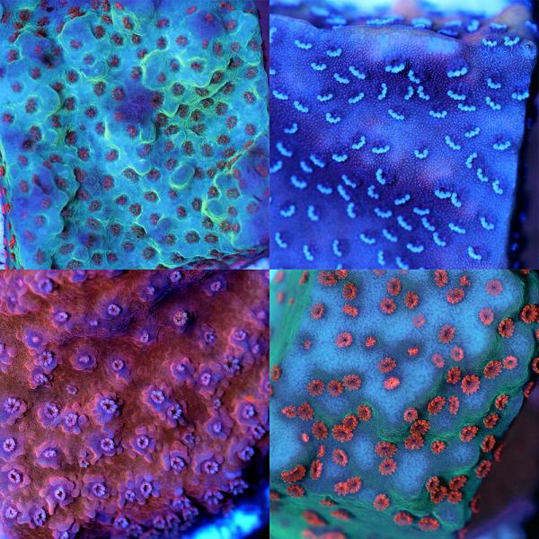 ◎　kaisui70　ma_sanfdmsklgo　b_coral　海水　サンゴ　ハードコーラル　コモンサンゴ　Ｍｏｎｔｉｐｏｒａ　ｆｏｌｉｏｓａ　m_hardcoral　ＳＳサイズ　バディング　ブリード　ＳＰＳ　フラグ　プラグ　ブリード　...