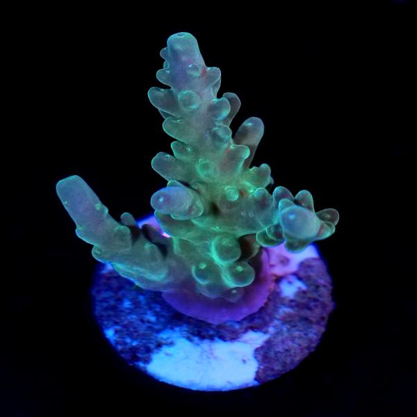 海水　サンゴ　一点物　ミドリイシ　SPS　アクロポラ　Ａｃｒｏｐｏｒａ　ポリカ　フラグ　プラグ　プラフラグ　プラプラグ　YT　20260507　y26m05　77oneitem